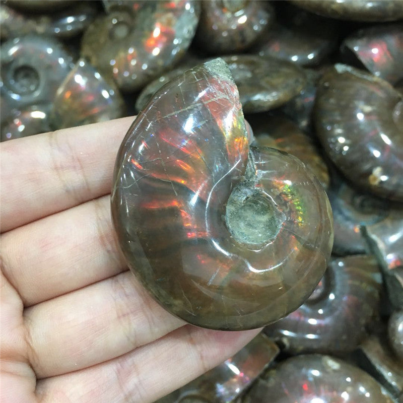 Natural Jade Snail Fossil Specimen – Jenny Jade